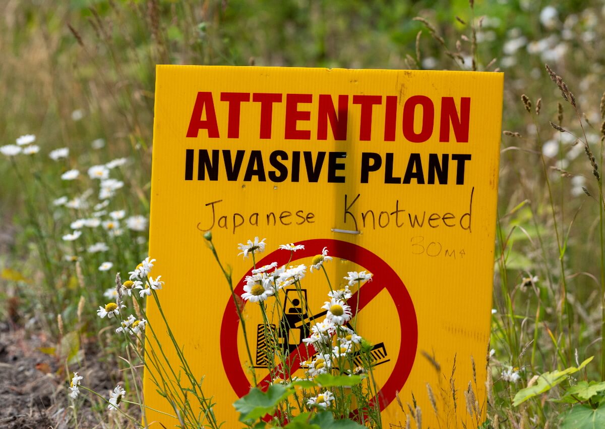 Invasive Pflanzen – woher kommen sie und was kann gegen sie unternommen ...